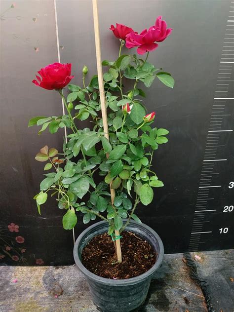 Onn The Rose Arka Parimala Rose ดอกสีแดงเข้มเหลือบชมพู