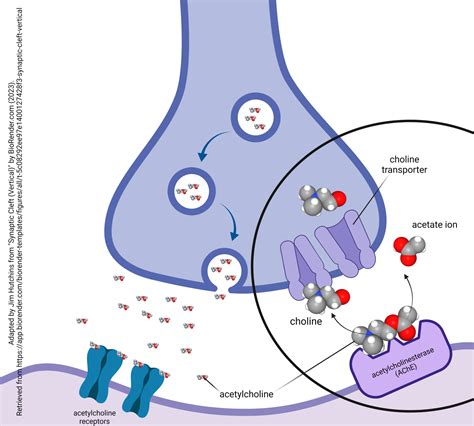 Terminating Neurotransmitter Action Introduction To Neuroscience