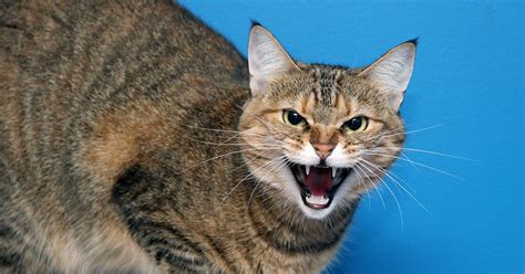 Cat Hissing