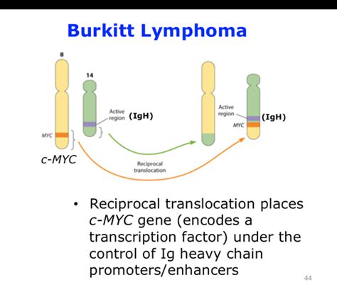 Robertsonian Translocation Animation