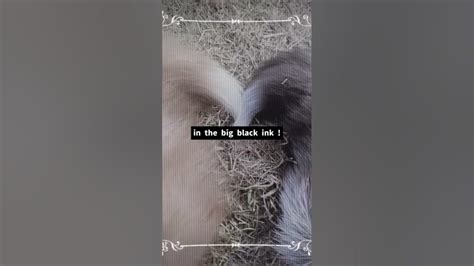 Therian Video Youtube