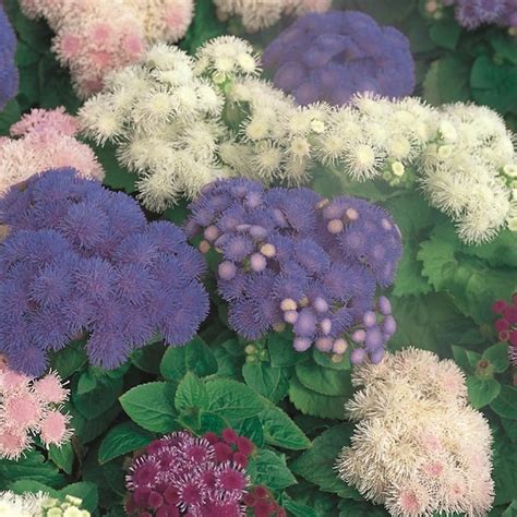 Altman Plants Ageratum 6 Pack 1006395871 The Home Depot