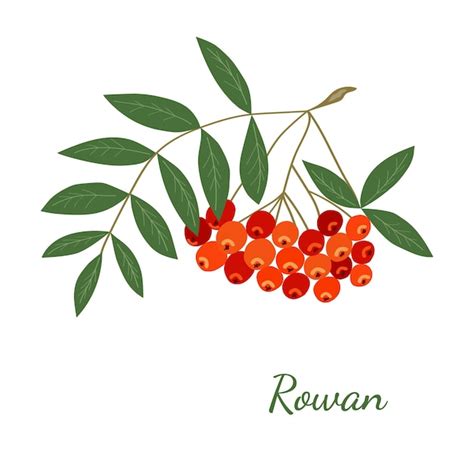 Premium Vector Rowan In Color