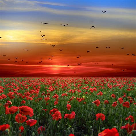 Poppy Flowers Wallpaper 4k Poppy Field Sunset Clouds