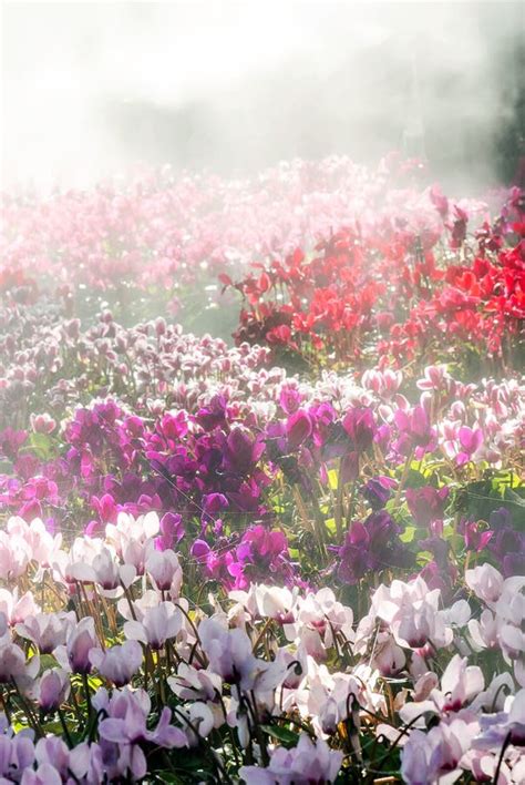 Flower with fog stock image. Image of outdoor, dark, park - 65640885