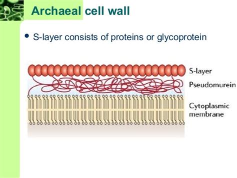 Chapter 3 Microbiology 8th Edition