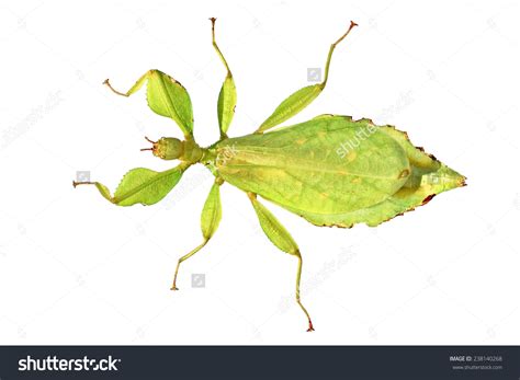 Leaf Bug Clipart 16 Free Cliparts Download Images On Clipground 2026