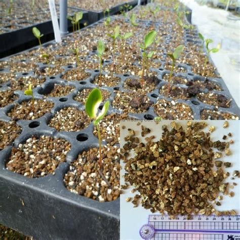 Vermiculite For Seed Starting Plant Seeds In Vermiculite Containing Mix
