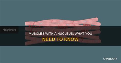 Muscles With A Nucleus What You Need To Know Cyvigor