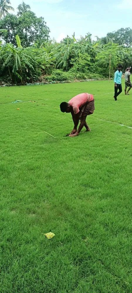 Selection Grass At Rs 375sq Ft Natural Grass In Kolkata Id