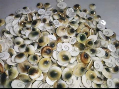 White Natural Gomati Chakra For Jewelry At ₹ 200 Piece In Jaipur Id