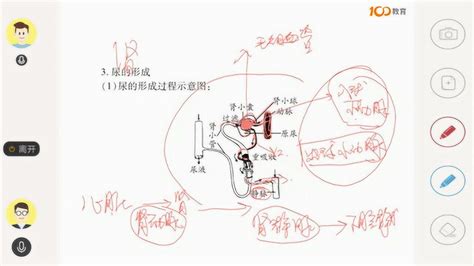 初中生物：一张肾脏系统循环代谢图，让你看懂肾脏的基本组成结构高清1080p在线观看平台腾讯视频
