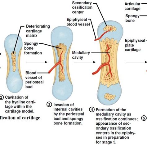 Endochondral Ossification Steps