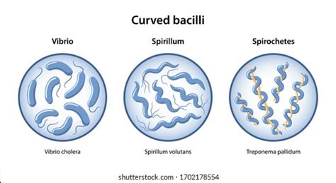 Spirilla Bacteria Diagram