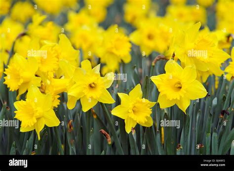 A Group Of Cheerful Spring Daffodils Outside In Natural Setting Stock