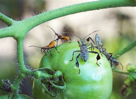 Leaf Footed Stink Bug Nymphs On Tomato Plant Leaf Stock Image Image