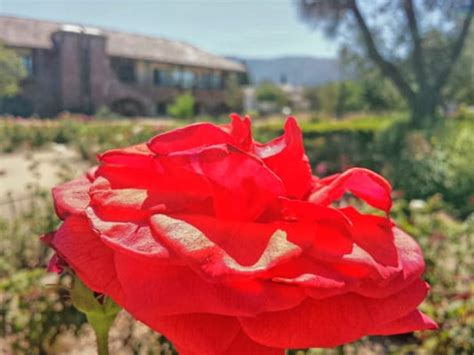 Almaden Winery Community Center Updated June 2026 20 Photos 5730