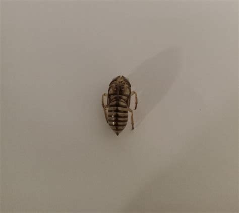 Exoskeleton Of A Bee Etsy