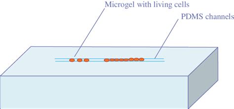 5 Mesoscale Self Assembly Microgel Minitrains With Cells Assembled On