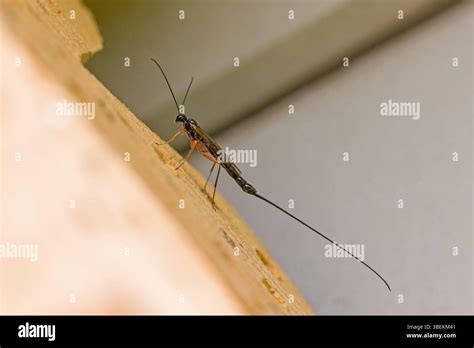 A Female Sabre Wasp With A Long Tail On A Tree Trunk German Insect Of