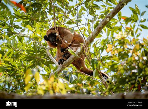 A Lumholtz S Tree Kangaroo Sitting High Up In A Tree In The Atherton