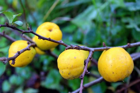 Flowering Quince Fruit