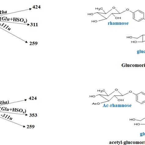 Schematic Representation Of The Ms Fragmentation As Well As Their