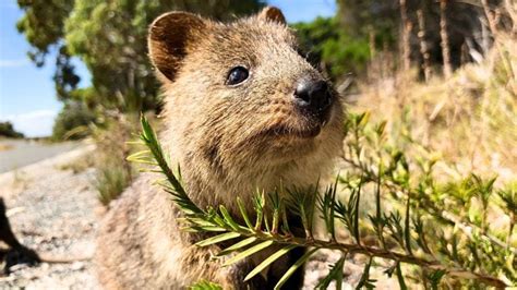 Where Are Quokkas Found In Australia On Rottnest Island