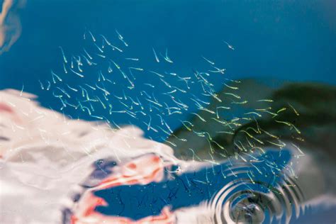 Male Fertility Age Chart And Sperm Count Chart Needed