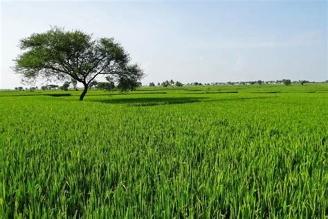 Cómo Saber La Edificabilidad De Una Parcela 2025 Ecu11