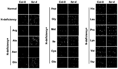 Application Of Gene Feronia Eureka Patsnap Develop Intelligence Library