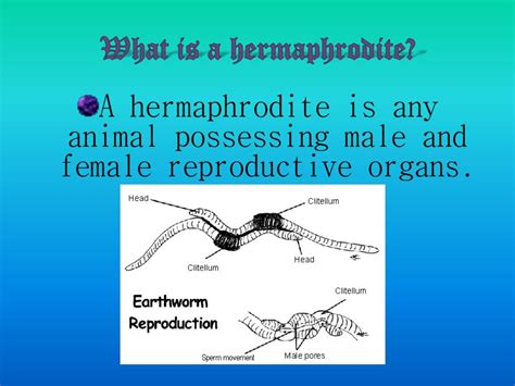 Hermaphrodite Definition Of Hermaphrodite By The Free