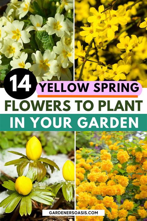 Early Spring Yellow Flowers