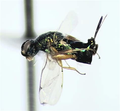 Green Parasitoid Bugguide Net