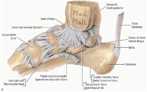 Olecranon Fractures Open Reduction Internal Fixation Teachme Orthopedics