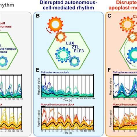 Cell Autonomous And Non Cell Autonomous Mediated Circadian Rhythms In