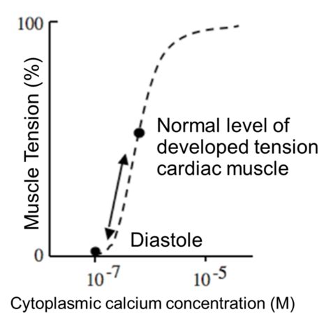 Lecture 1 2 Myocyte Contraction Contractility Frank Sterling Flashcards Quizlet