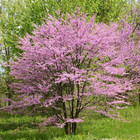 Redbud Eastern John Renfroe Landscape Architect