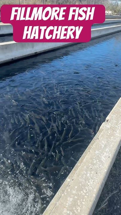 Fillmore Fish Hatchery Fillmore Ca California Fishhatchery