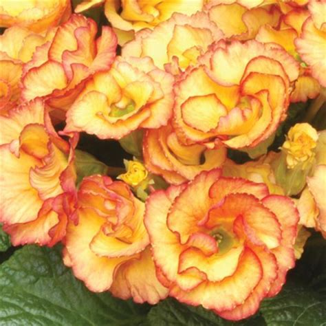 Primula Primlet® Sunrise