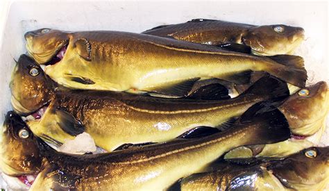 Killing Methods Post Slaughter Quality Part 1 Responsible Seafood