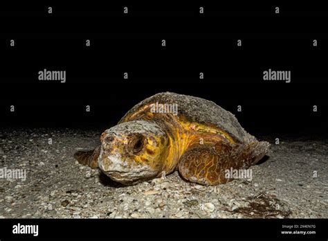 A Loggerhead Sea Turtle Makes Its Way Back To The Ocean After Nesting
