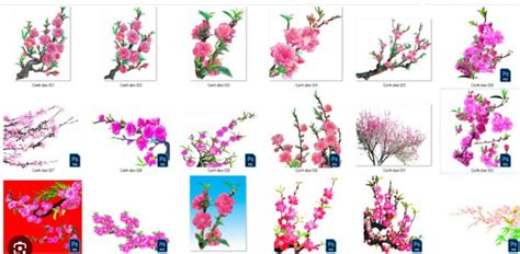 Hoa Đào Vector Tải 500 Mẫu Vector Cành Đào 2025 File Corel Ai Crd