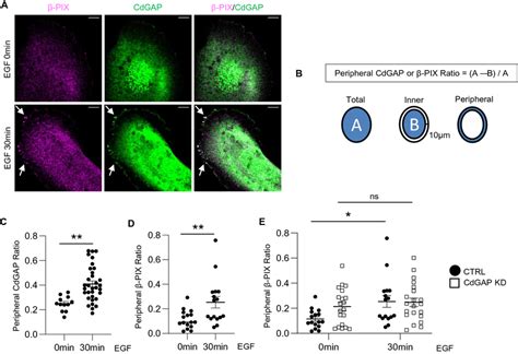 Cdgap And β Pix Interact And Translocate To The Podocyte Periphery Upon