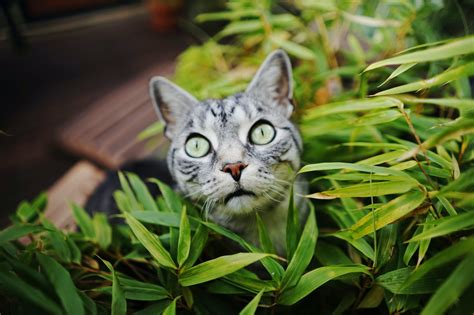 What Does Catnip Actually Do To Cats Kboom