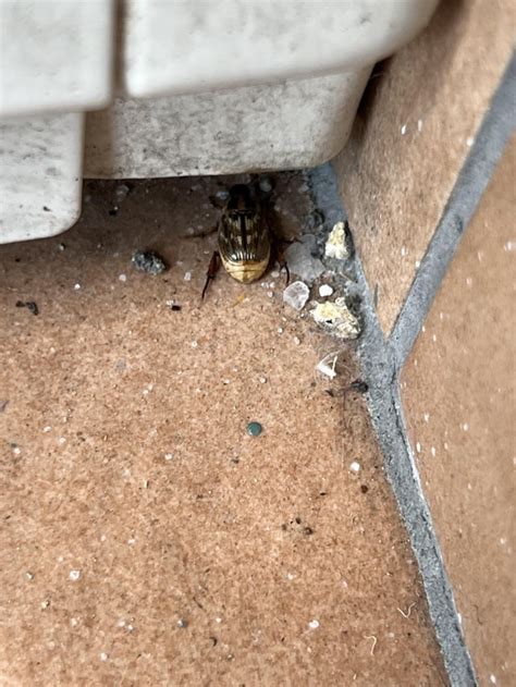 Whos This Cutie Rwhatsthisbug