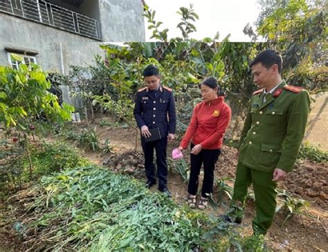Thu Giữ Gần 15 Tạ Cần Sa Trong Vườn Rau Báo Công An Nhân Dân điện Tử