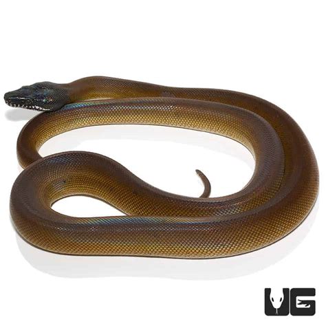 Dalberts White Lipped Python For Sale Underground Reptiles