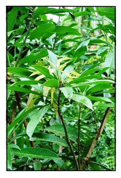 Paho Manera Altissima Pahutan Mango Alternative Medicine