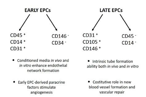 Phenotypical And Functional Differences Between Early And Late Epcs